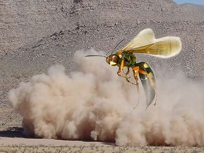 The wind beneath wasp wings – Making More of Today